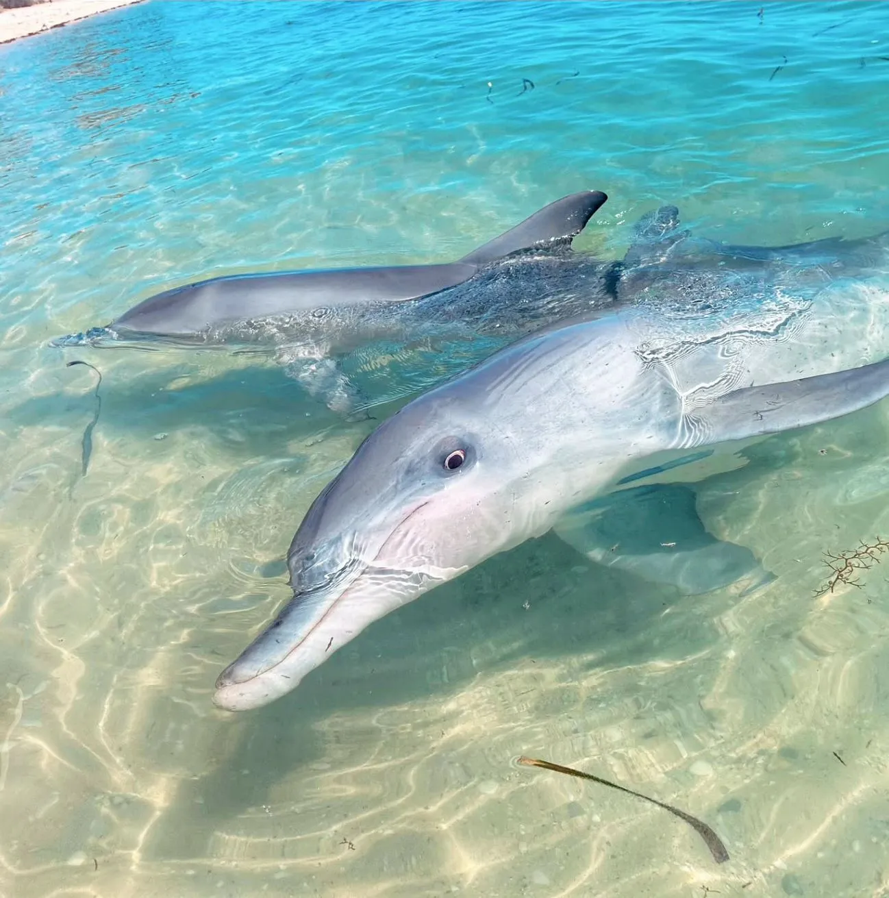 Do You Have to Pay to Feed Dolphins at Monkey Mia?