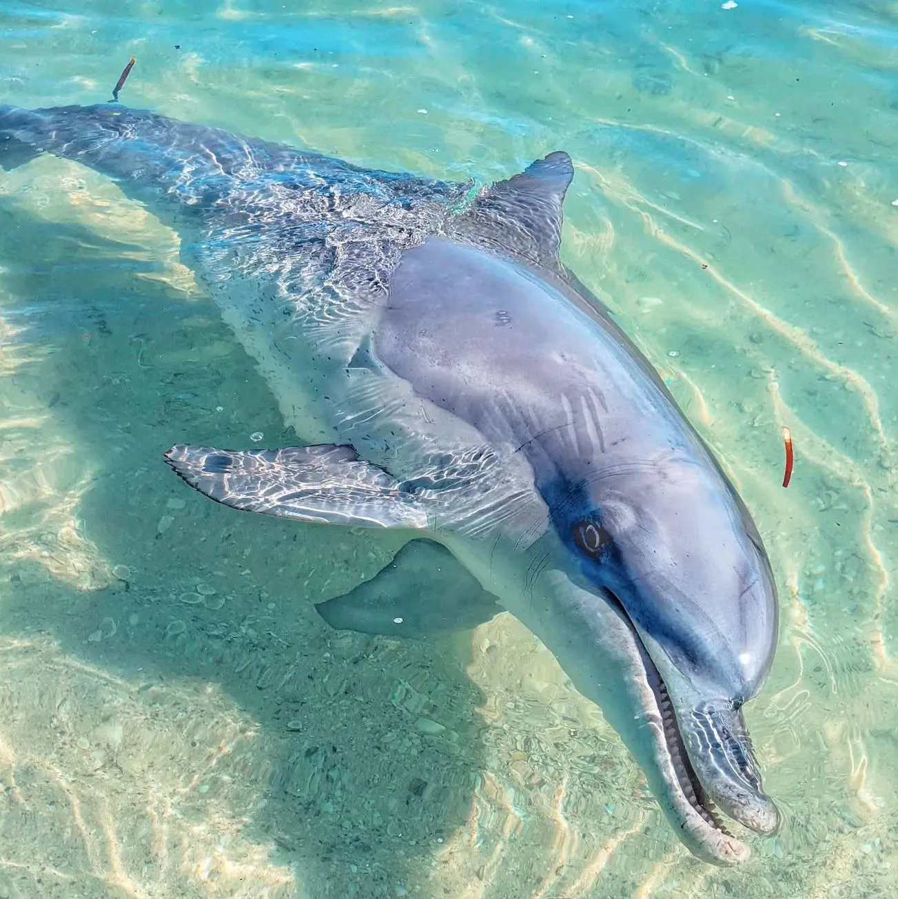 Do You Have to Pay to Feed Dolphins at Monkey Mia?
