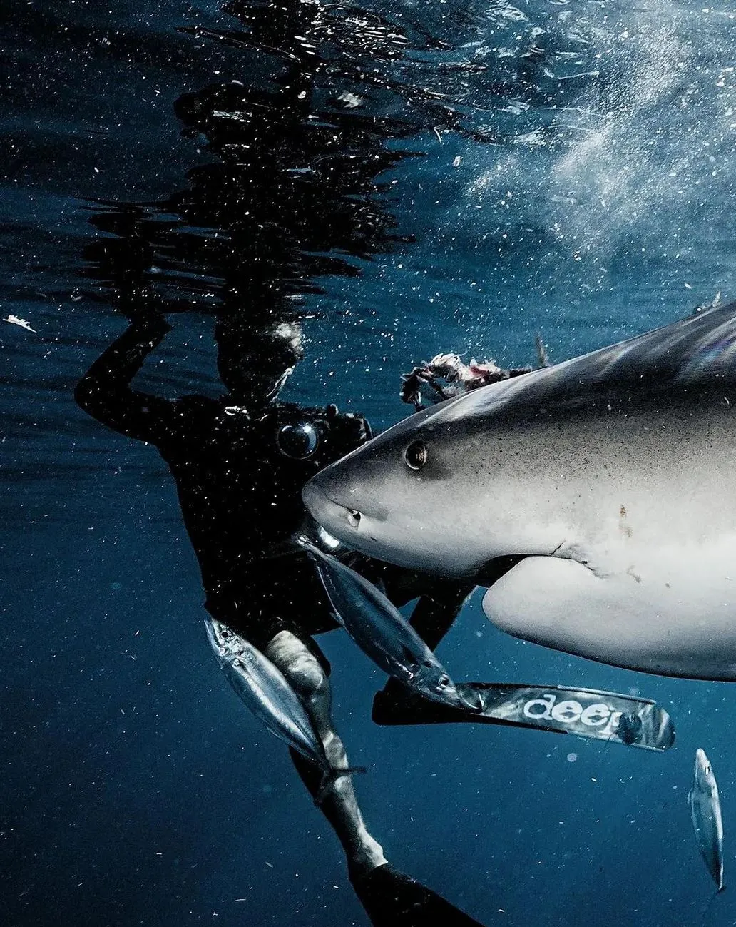Are There Sharks Along the Great Ocean Road?